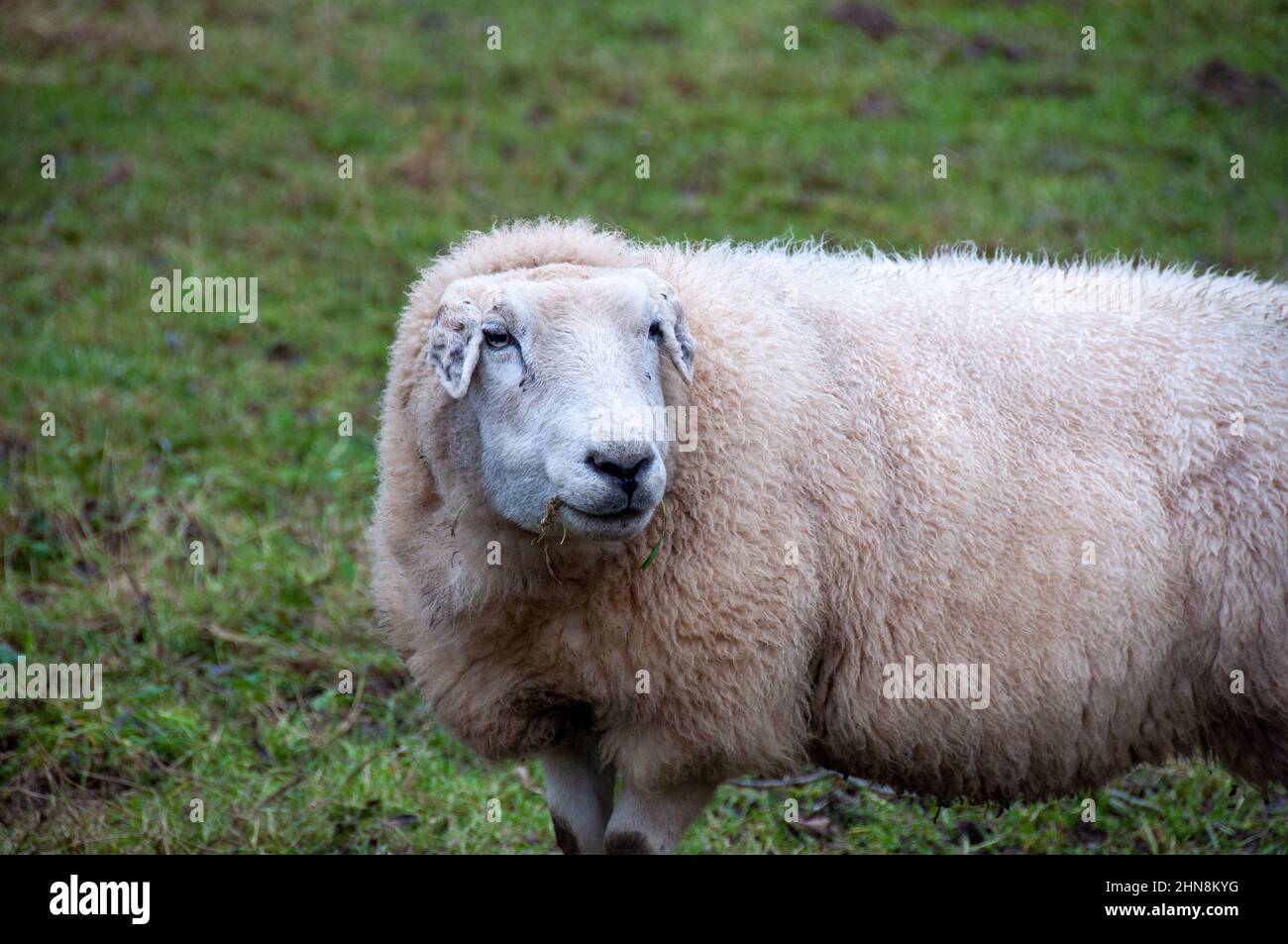 Sheep standing in a grassy field Stock Photo - Alamy