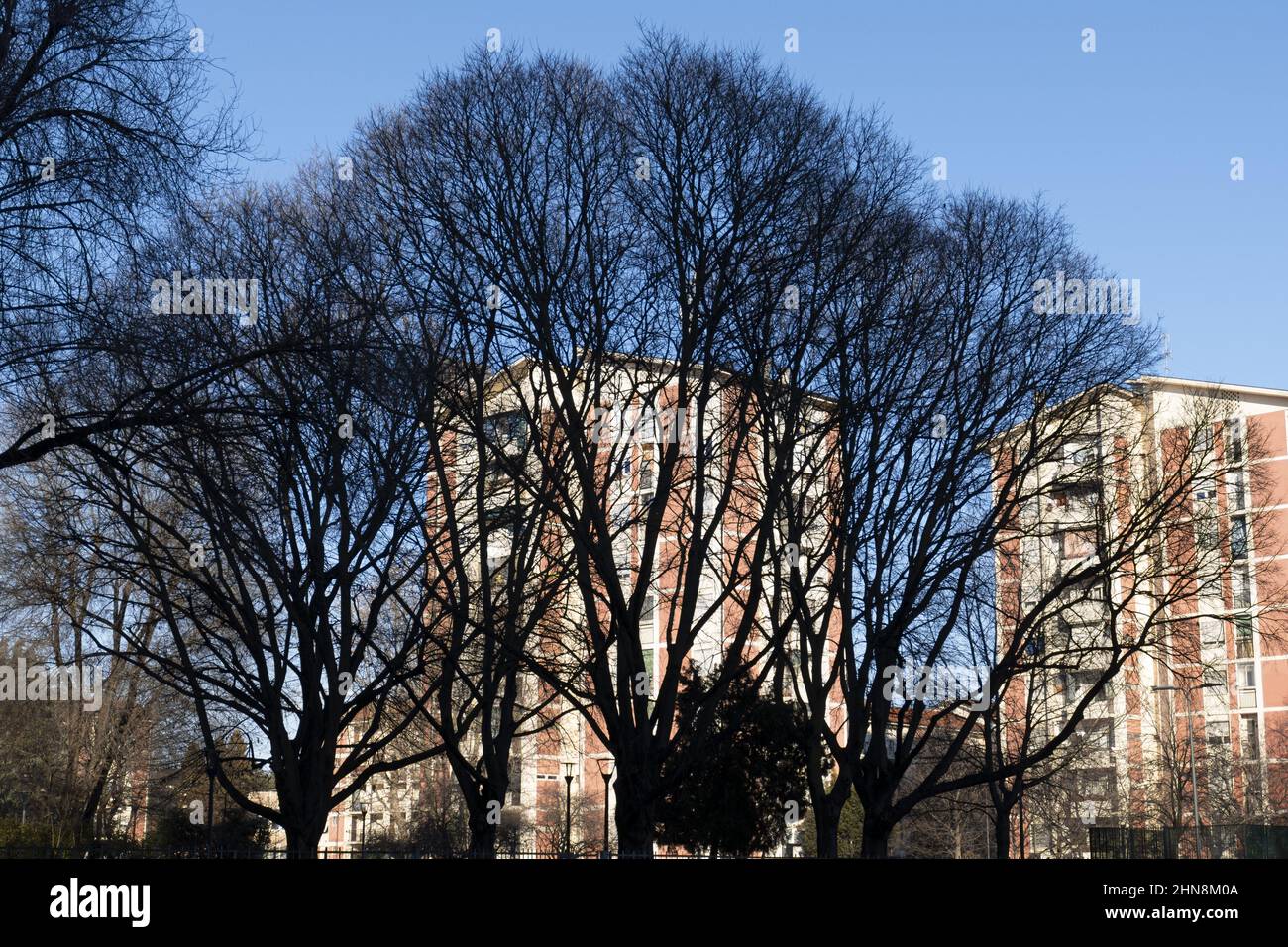 Leafless trees against the residential buildings Stock Photo - Alamy