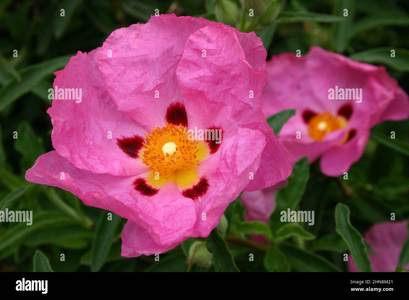 Rockroses hi-res stock photography and images - Alamy