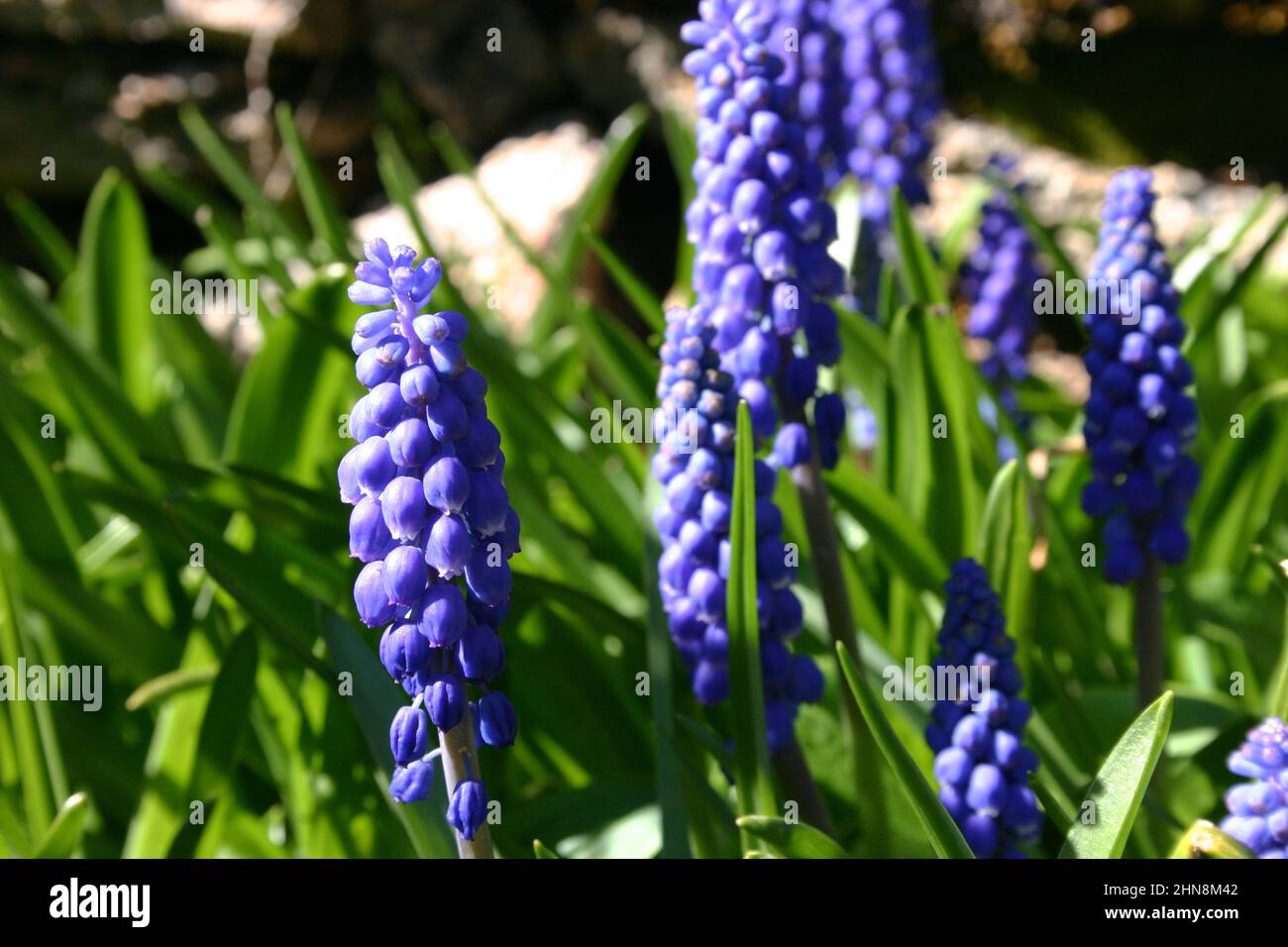 GRAPE HYACINTH (MUSCARI) FLOWERS Stock Photo - Alamy