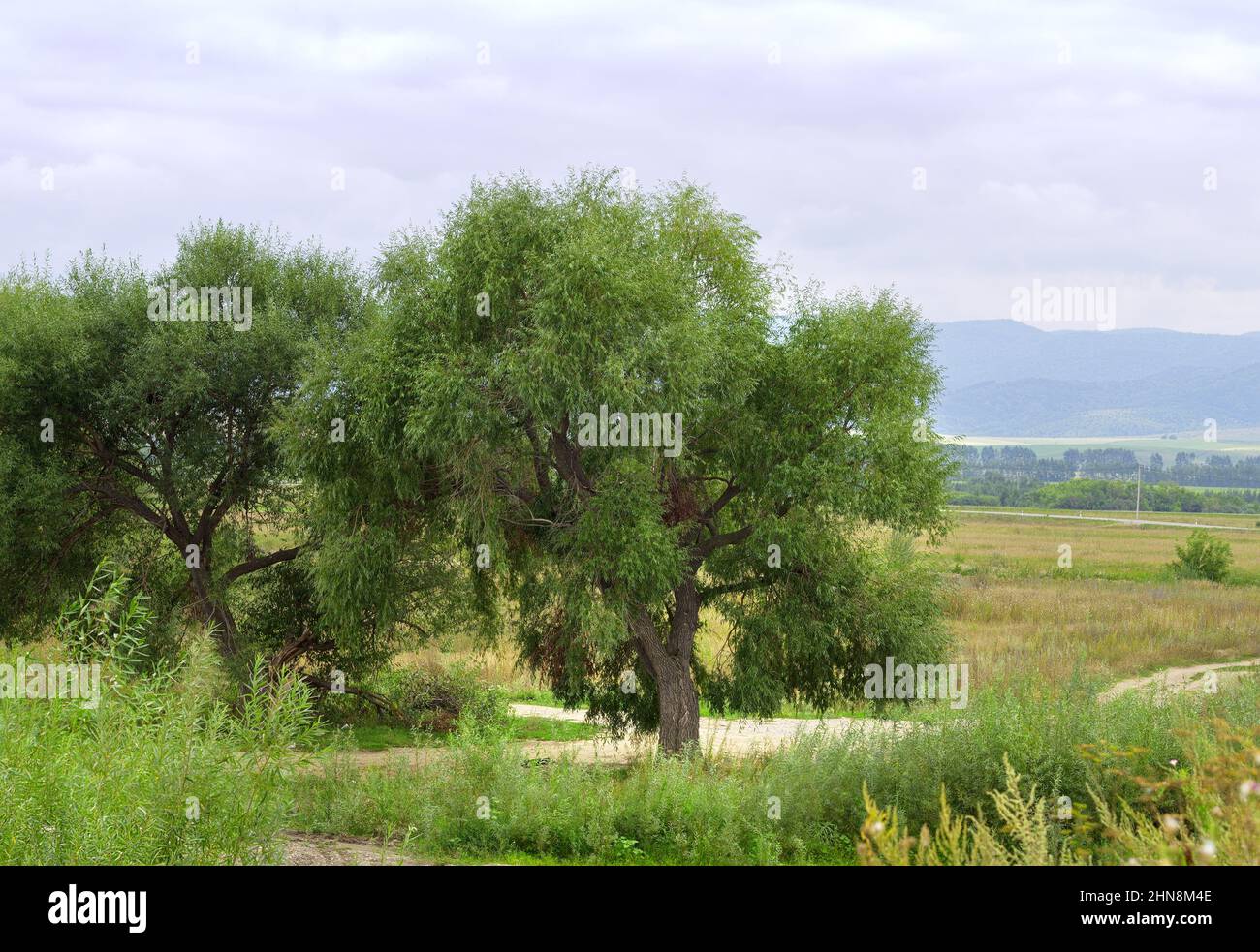 Lush foliage of trees under a blue cloudy sky against the background of ...