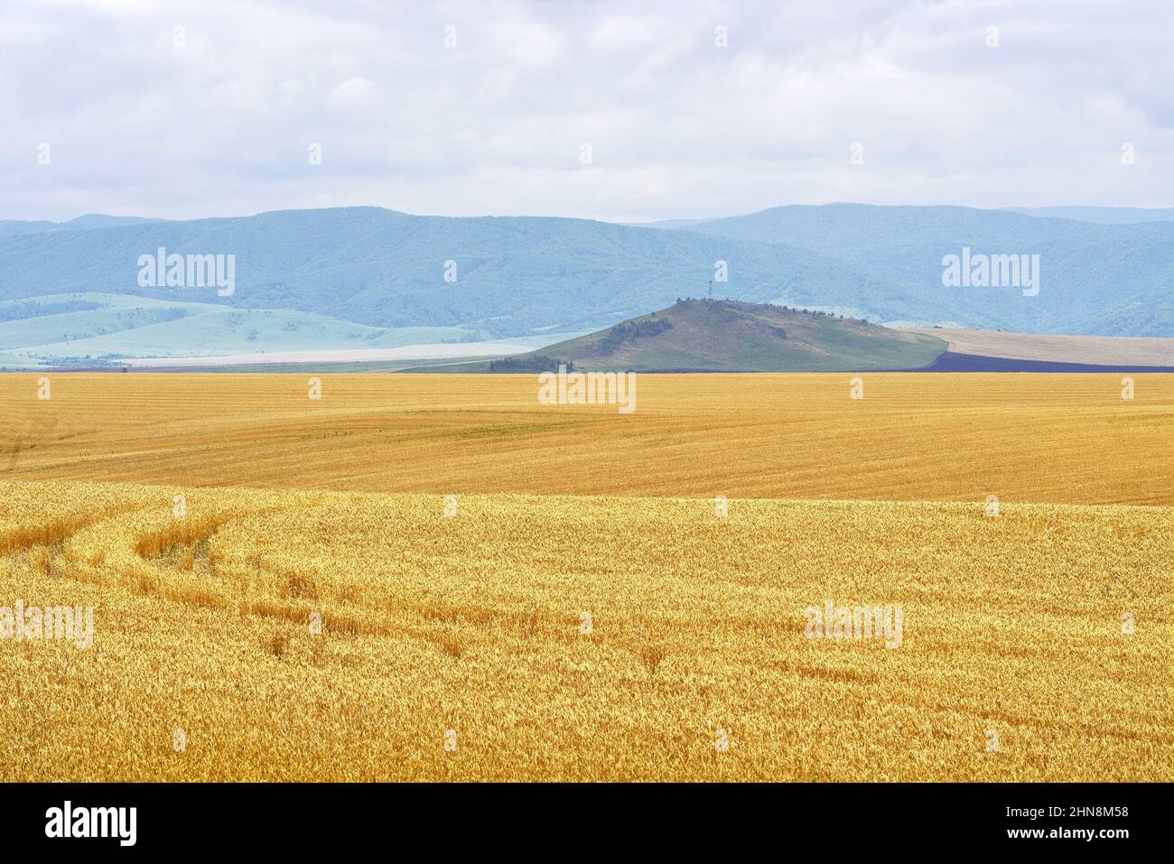 A ripe grain crop on a steppe plain against the background of hills and mountains under a cloudy ...