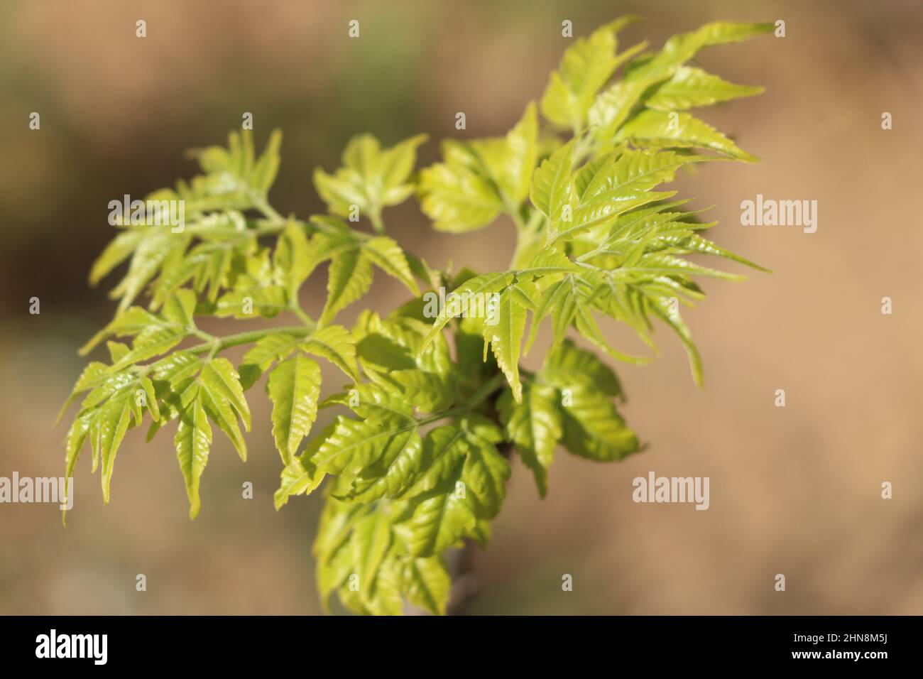 green plant top view close up Stock Photo - Alamy