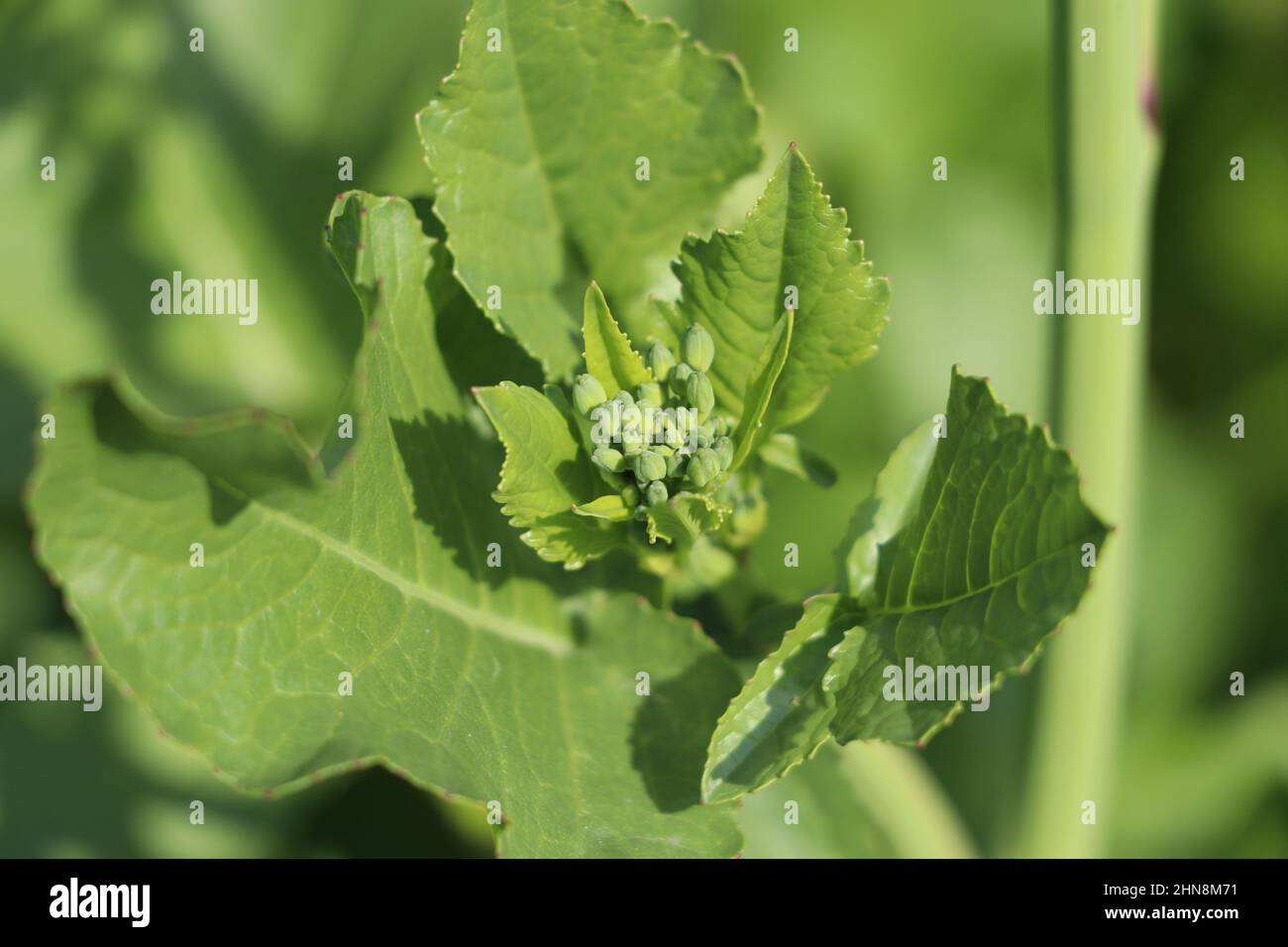 green plant top view close up Stock Photo - Alamy
