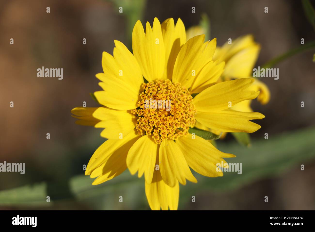 Sun flower with sun light hi-res stock photography and images - Alamy