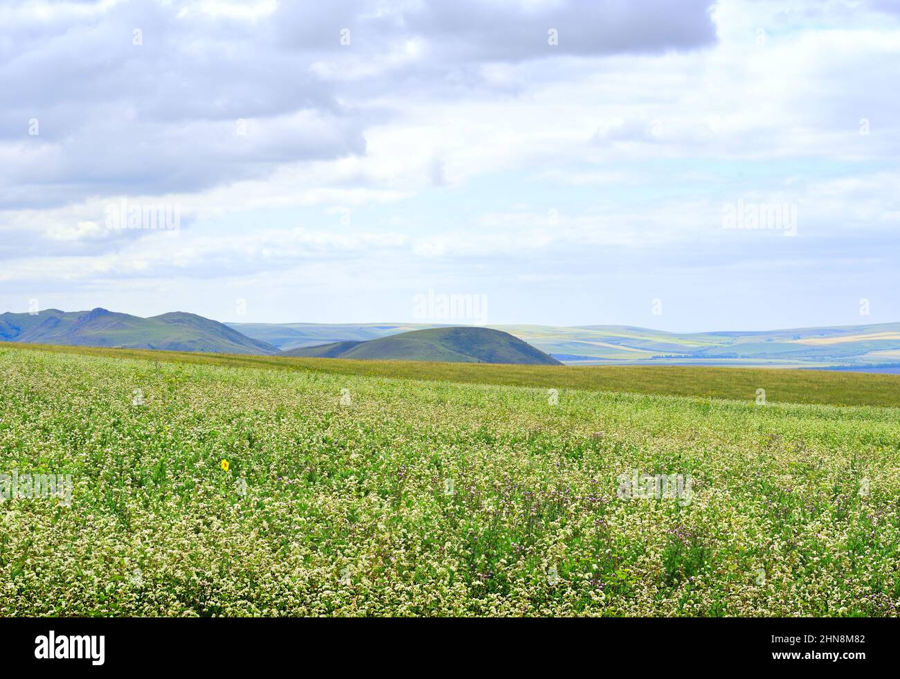 Colorful blooming undulating hills in the steppe under a blue cloudy sky. Siberia, Russia Stock ...