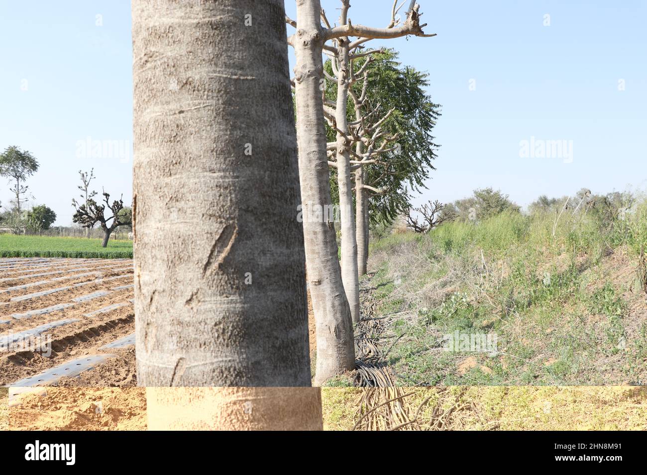 big tree trunk close up in field Stock Photo - Alamy