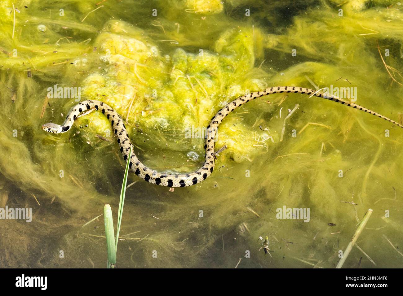 Water snake sentina hi-res stock photography and images - Alamy