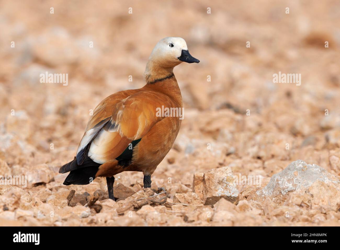 Shelduck migration hi-res stock photography and images - Alamy