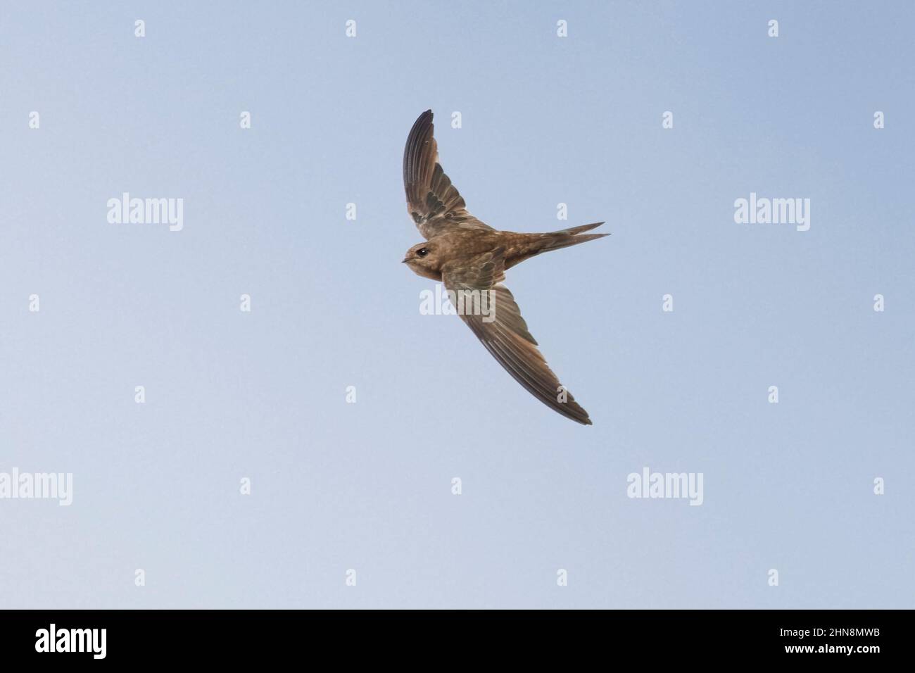 Plain swift, Corralejo, Fuerteventura, Canary islands, January 2022 Stock Photo - Alamy
