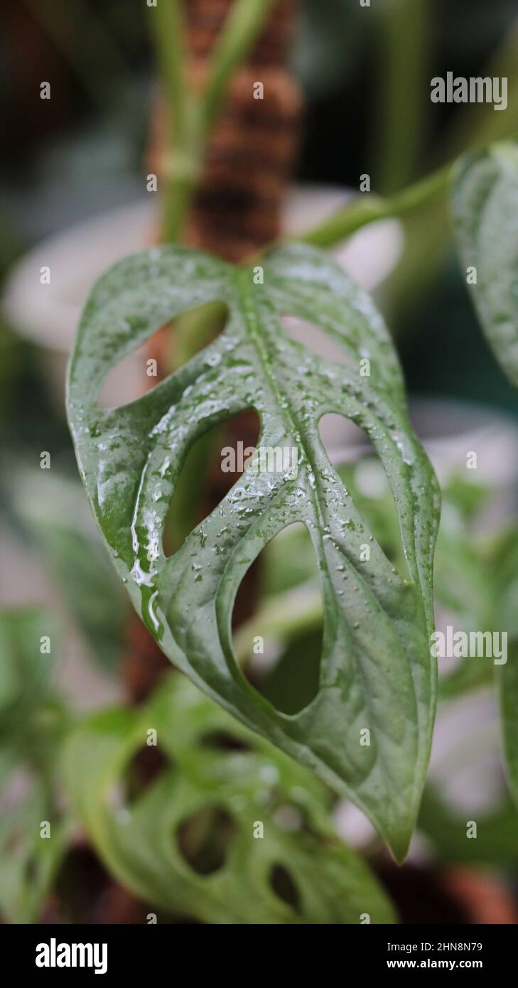 Monstera deliciosa variegata hi-res stock photography and images - Alamy