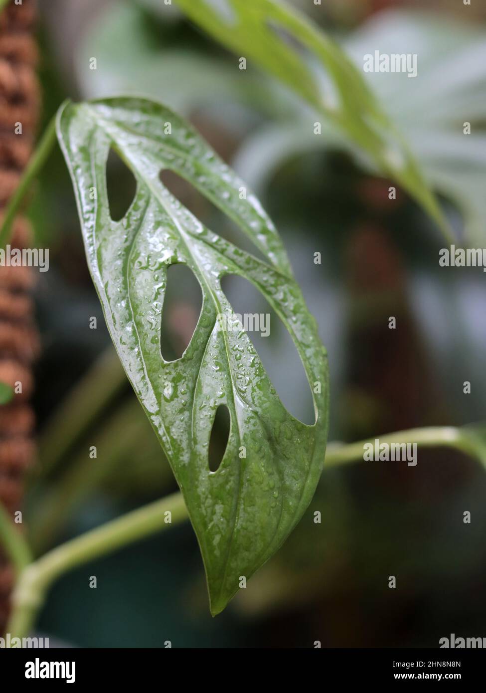 Monstera deliciosa variegata hi-res stock photography and images - Alamy