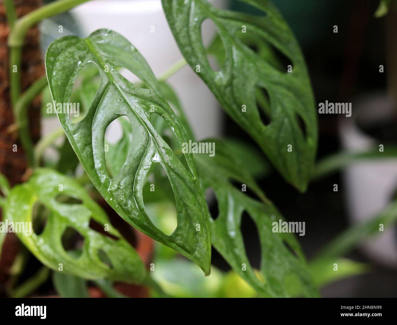 Monstera deliciosa variegata hi-res stock photography and images - Alamy