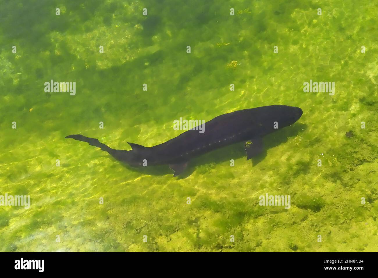 Azure Lake of Marina di Altidona, Sturgeon, Altidona, Marche, Italy ...