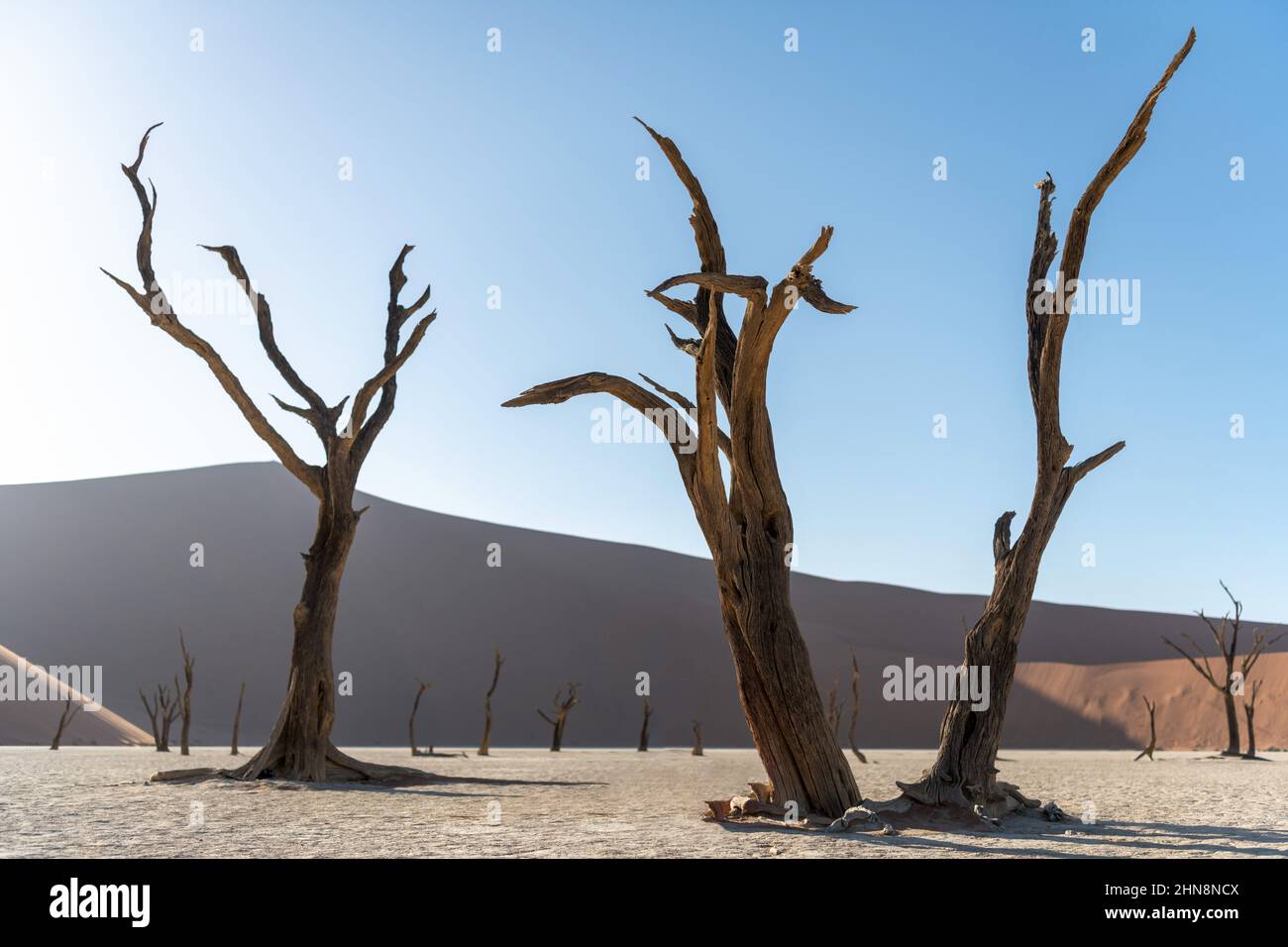 Unusual nature in Namibia, dry trees in the desert Stock Photo - Alamy