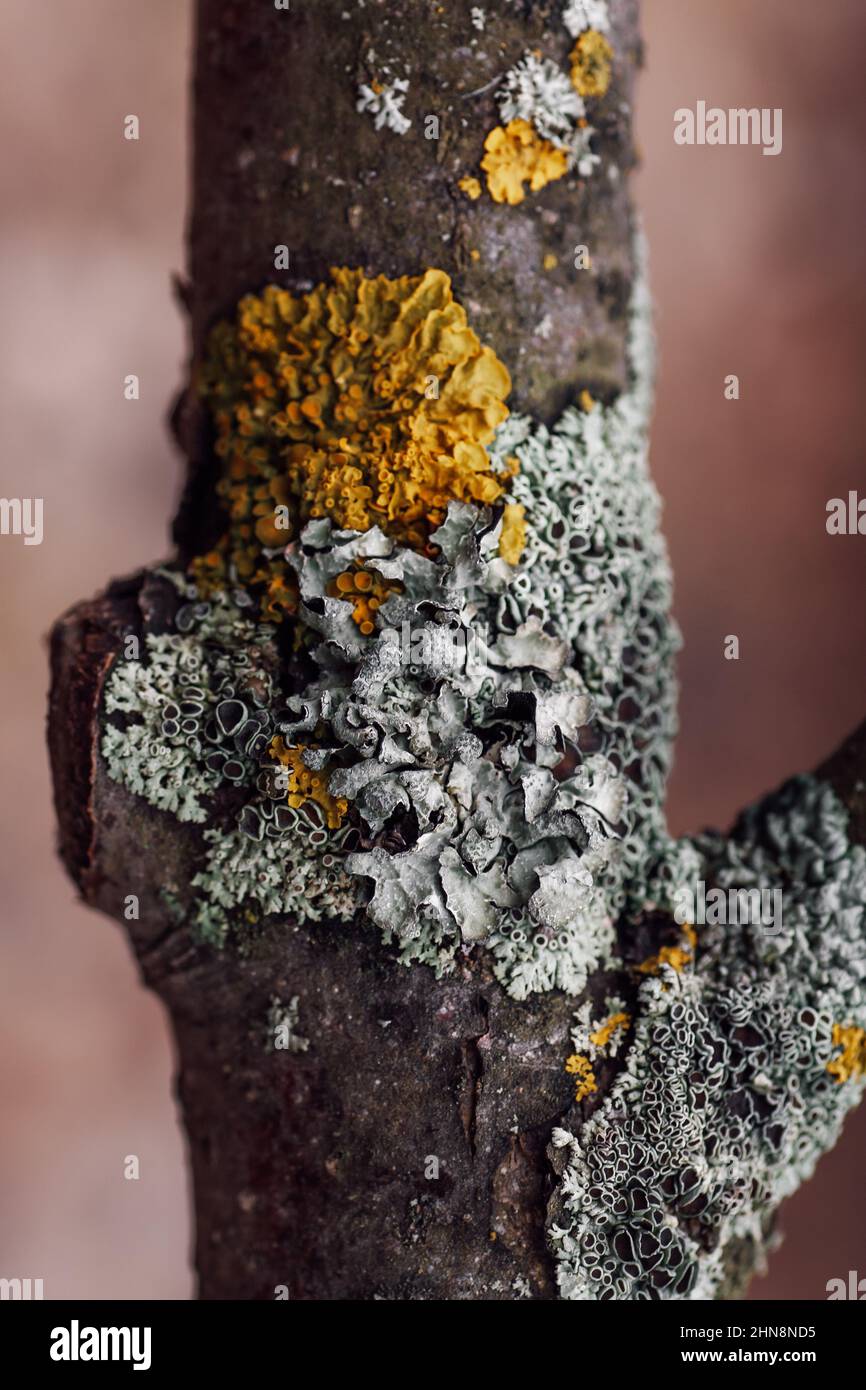 Closeup of old tree trunk of apple-tree covered with lichen of gray and ...