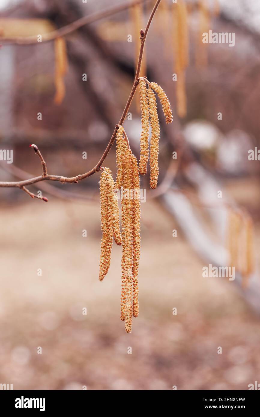 Closeup of hazelnut tree catkins growing on thin twig on backyard of ...
