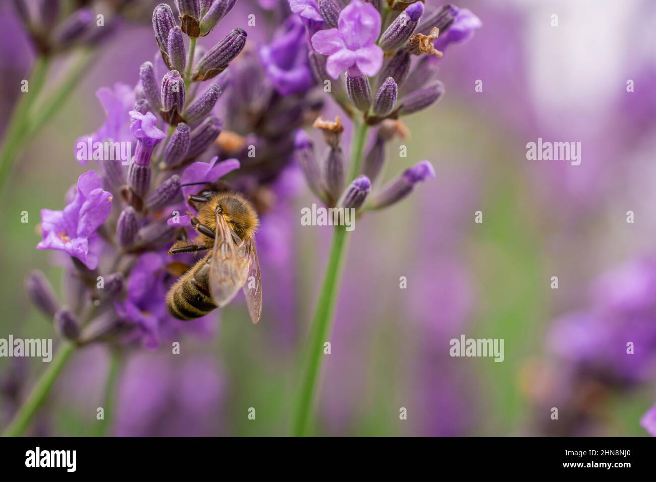 Beautiful lavender flowers hi-res stock photography and images - Alamy
