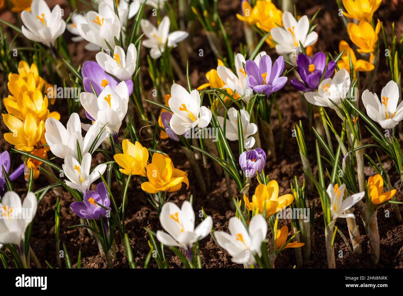 Various colored crocus hi-res stock photography and images - Alamy