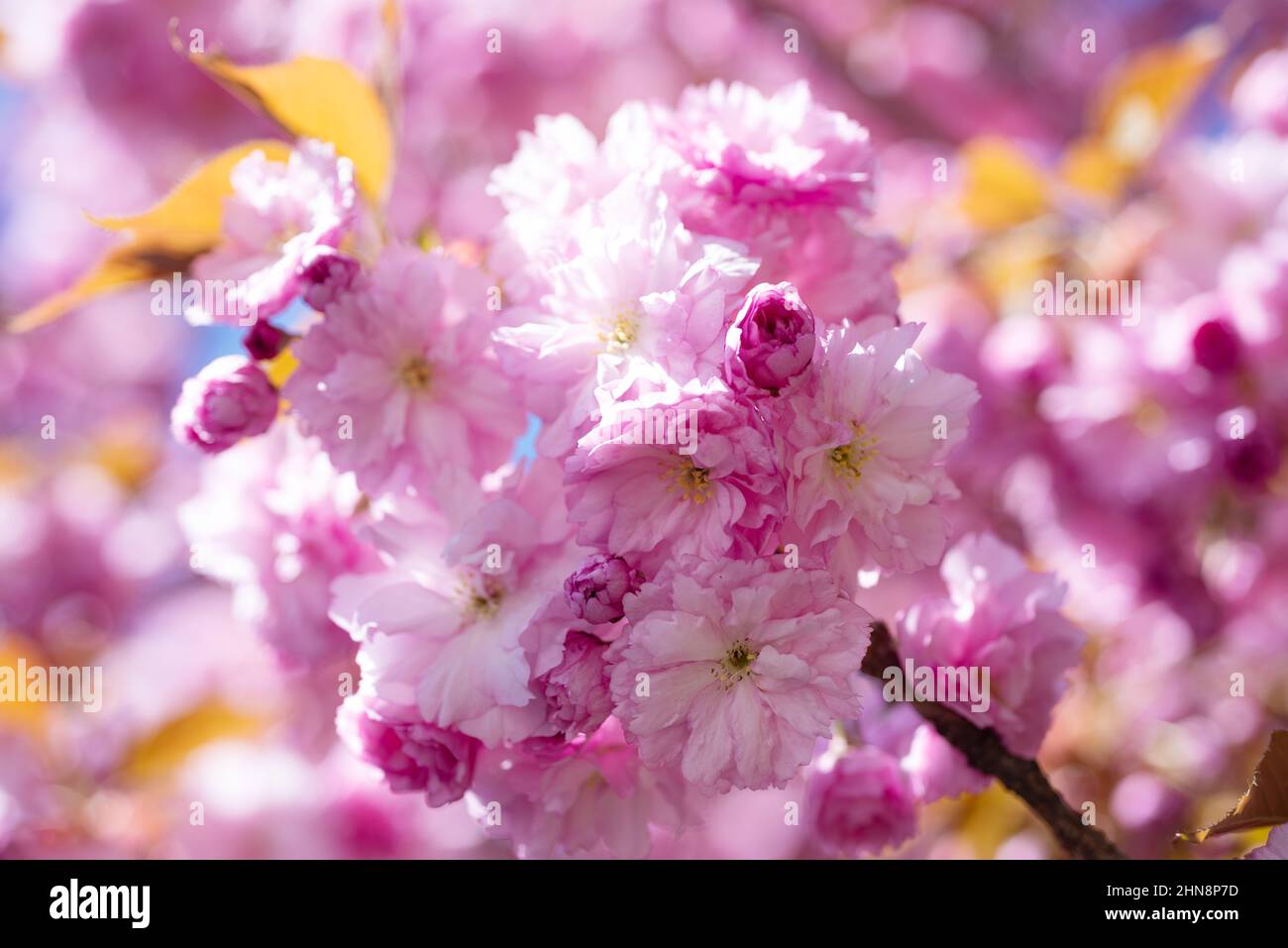 pink flowers of blooming sakura tree in spring. macro Stock Photo - Alamy