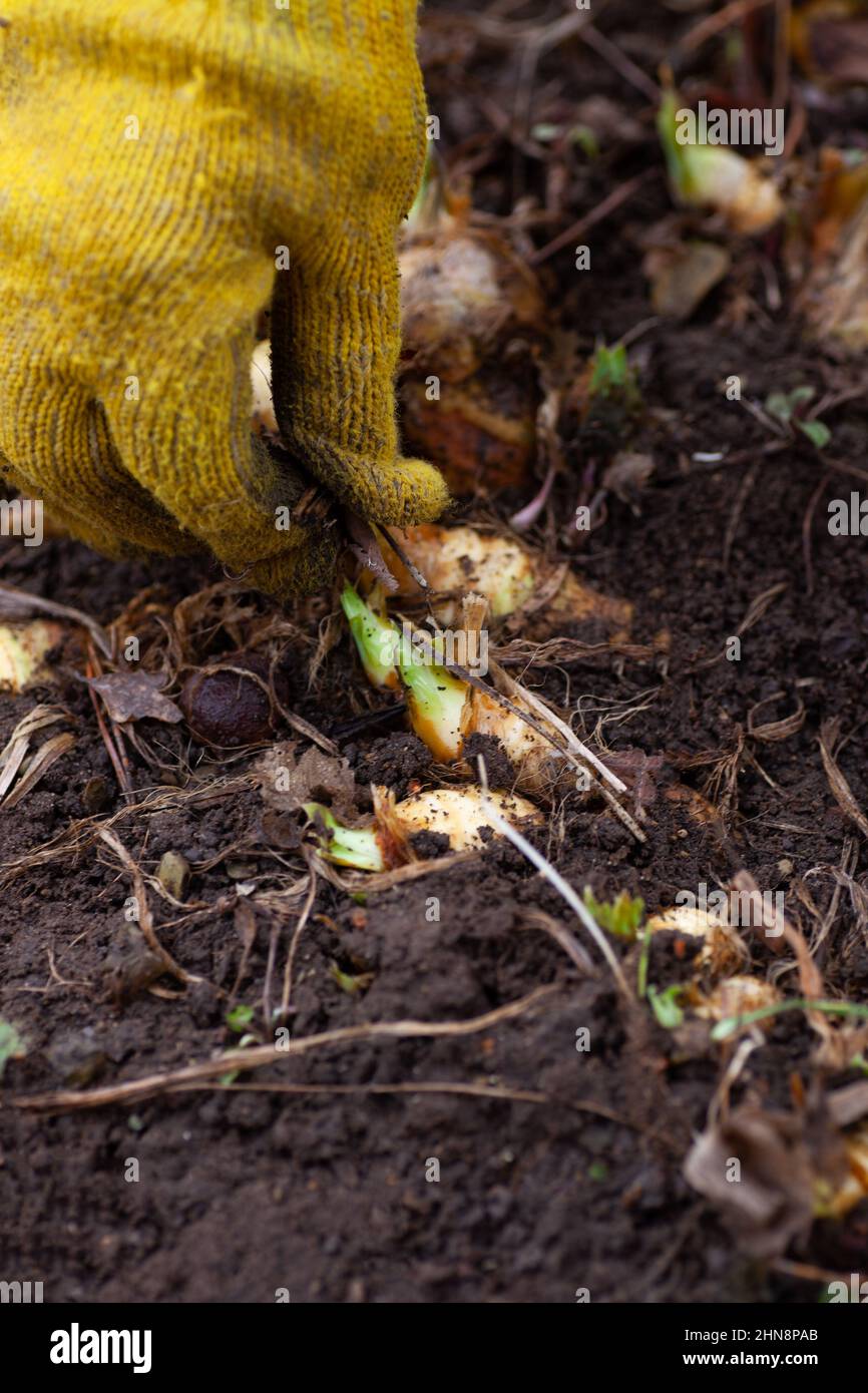 Closeup of hand in yellow work glove collecting dry leaves, grass and ...