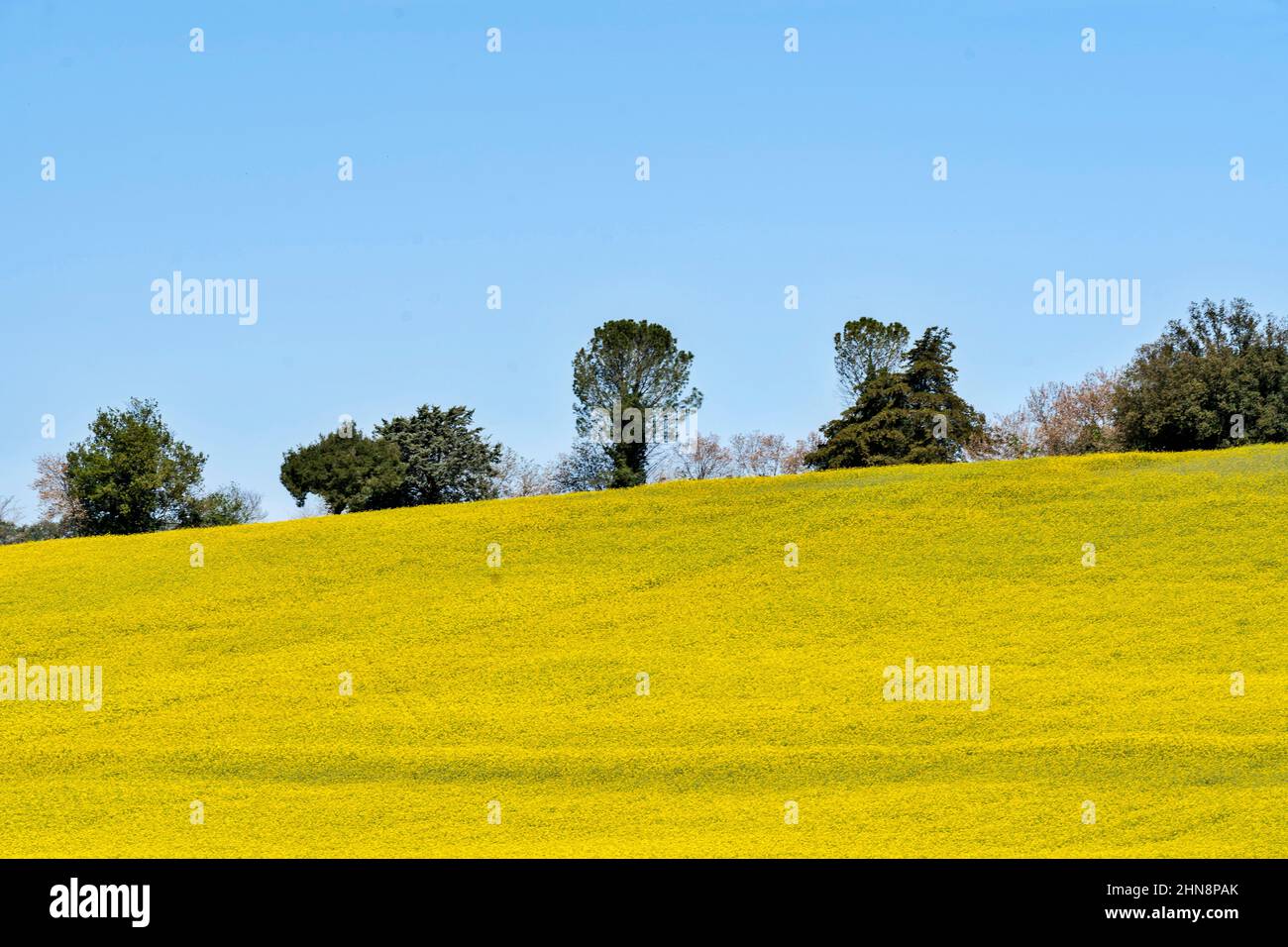 Countryside, Field of Colza, Macerata, Marche, Italy, Europe Stock ...