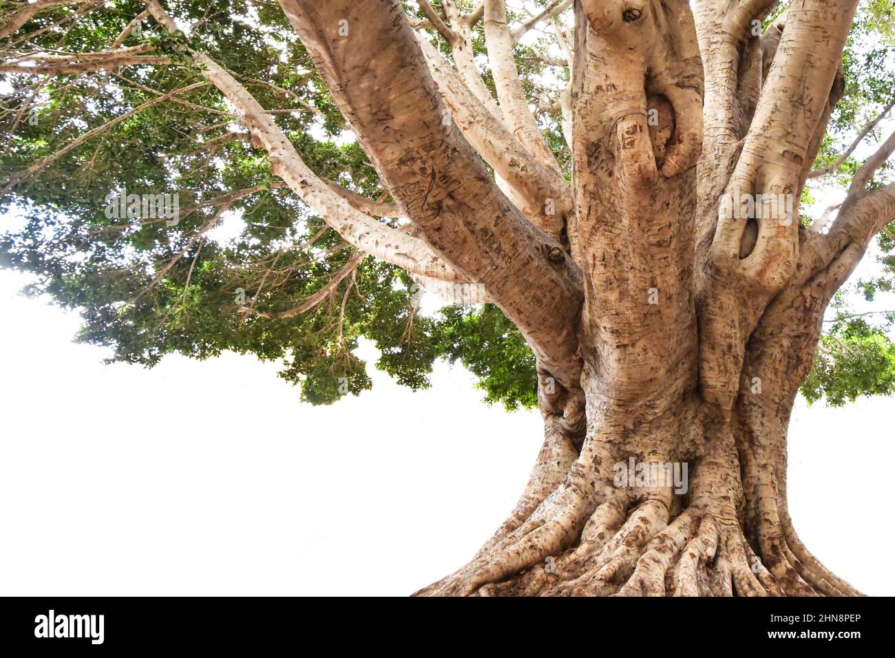 Old tree thick isolated , nature background plant Stock Photo - Alamy