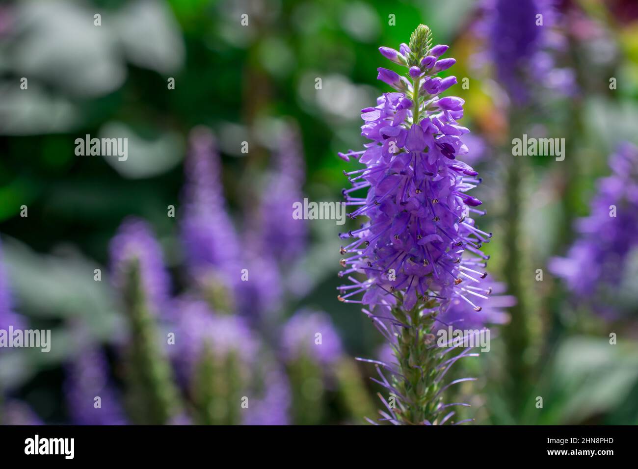 photo of beautiful lavender flowers Stock Photo - Alamy