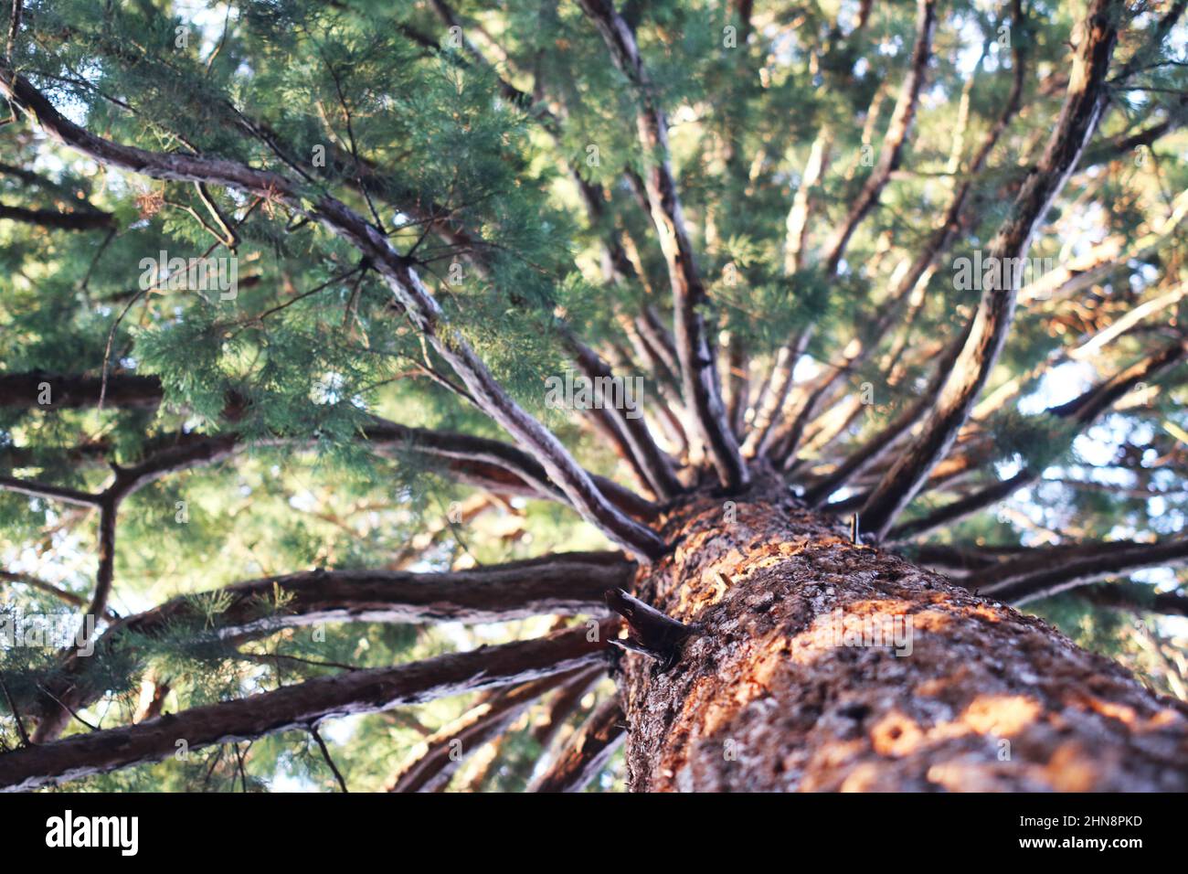 Old tree thick isolated , nature background plant Stock Photo - Alamy