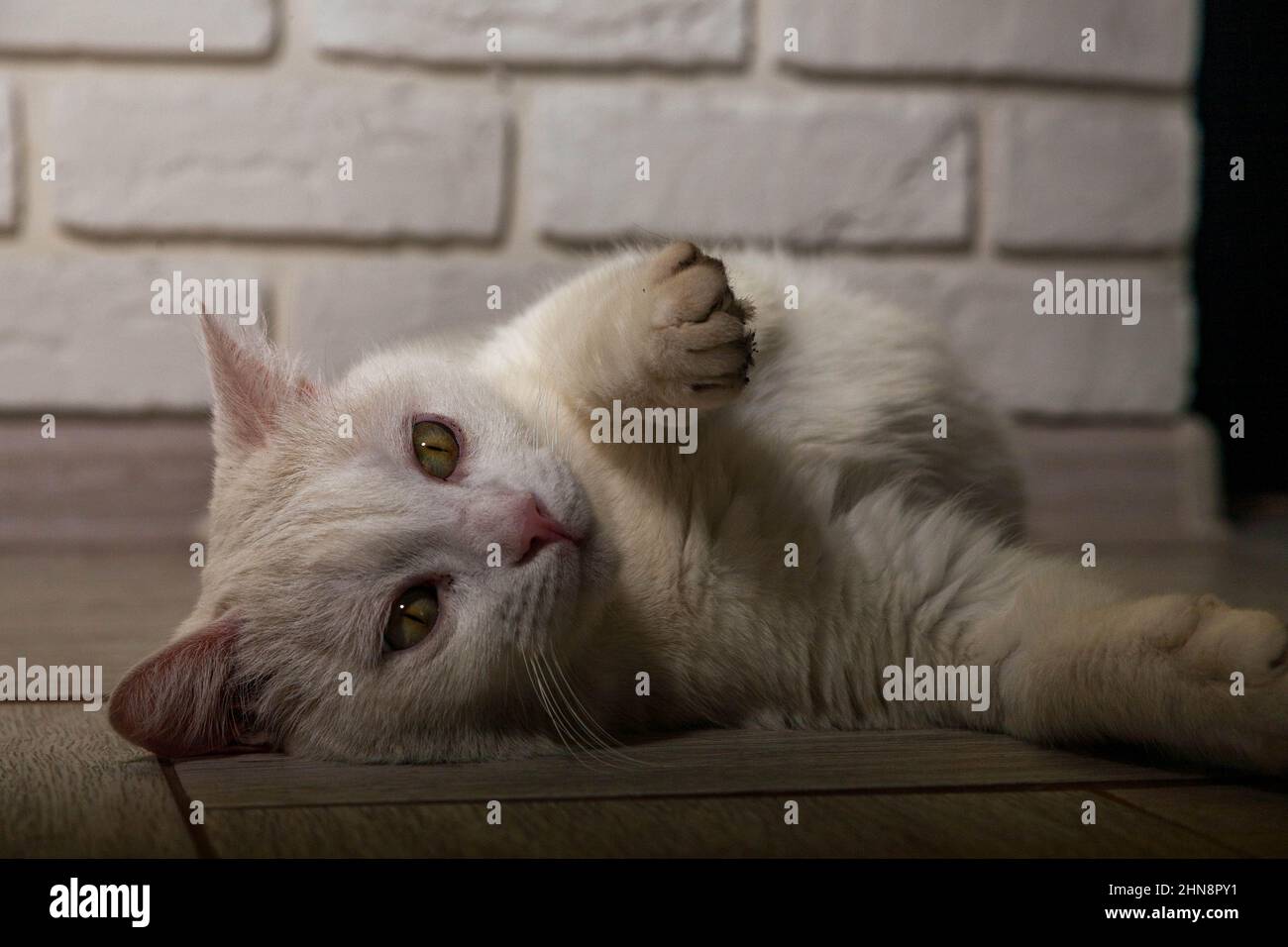 portrait of a cat with stripes laying on a ground, close-up, selective ...