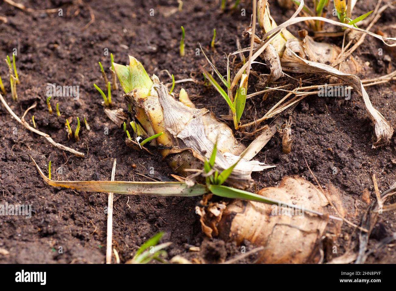 Closeup of iris flower sprouts growing on wet ground in garden in ...