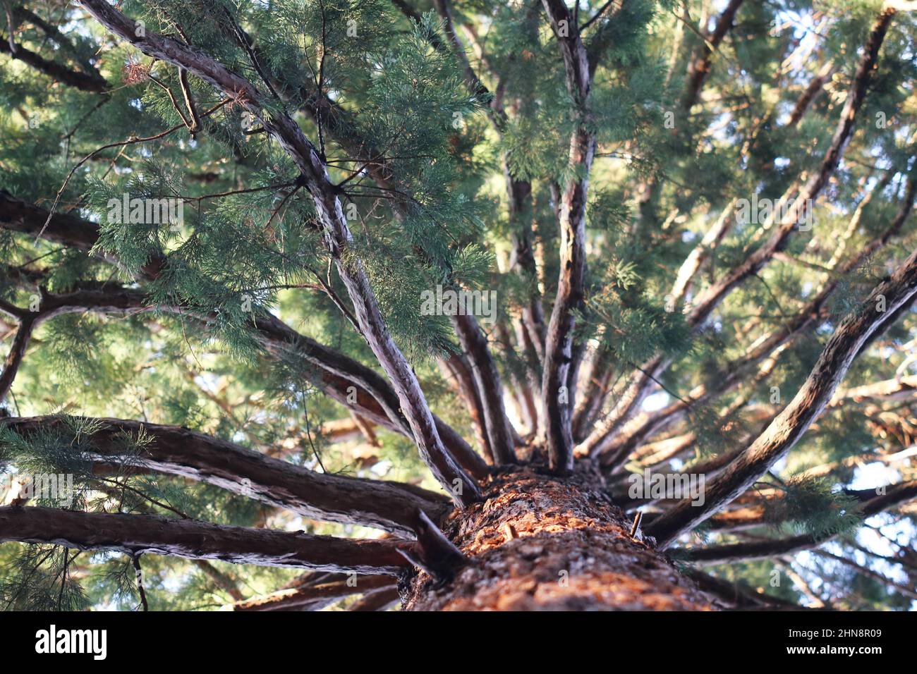 Old tree thick isolated , nature background plant Stock Photo - Alamy