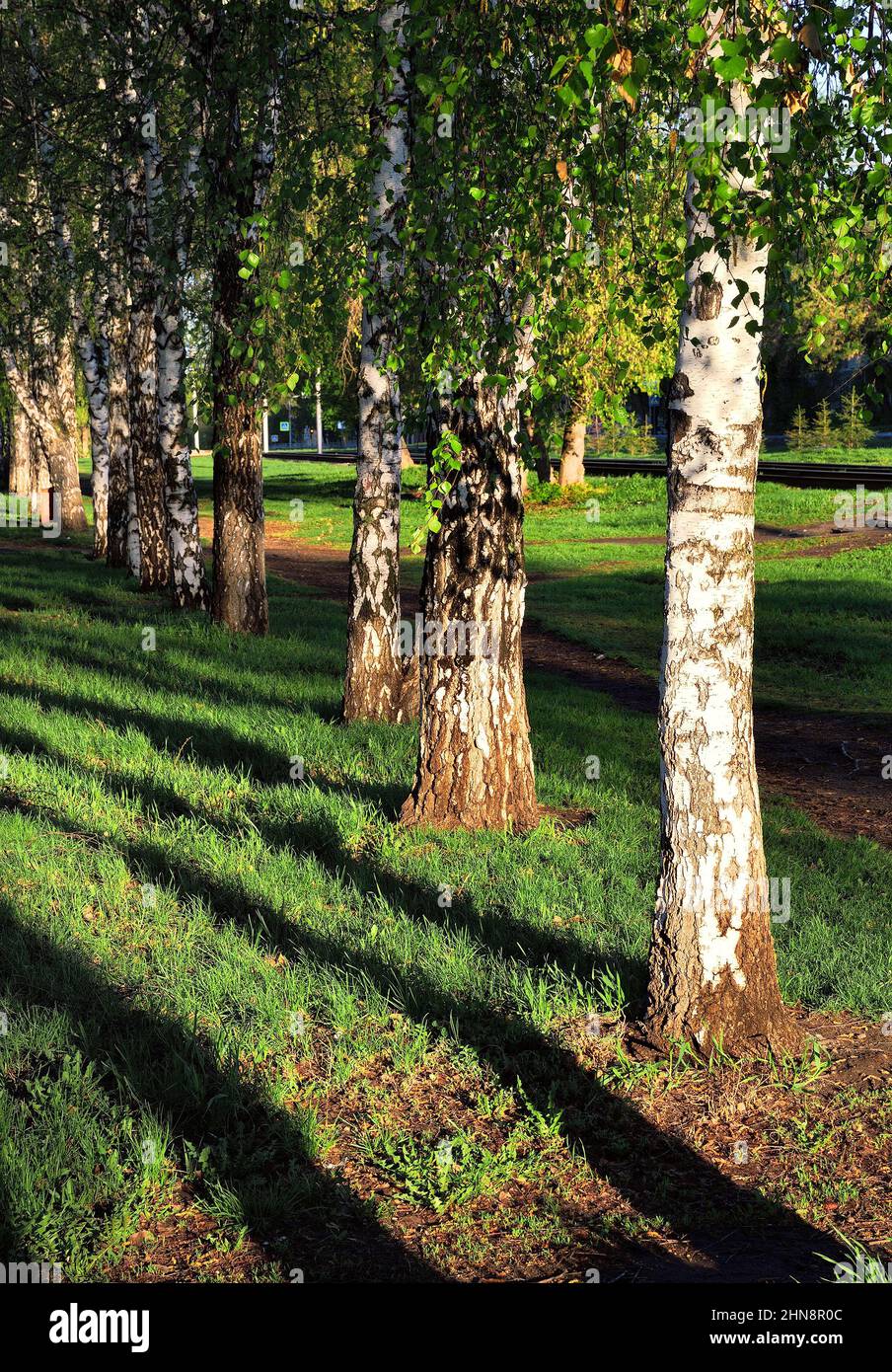 Divergent tree hi-res stock photography and images - Alamy