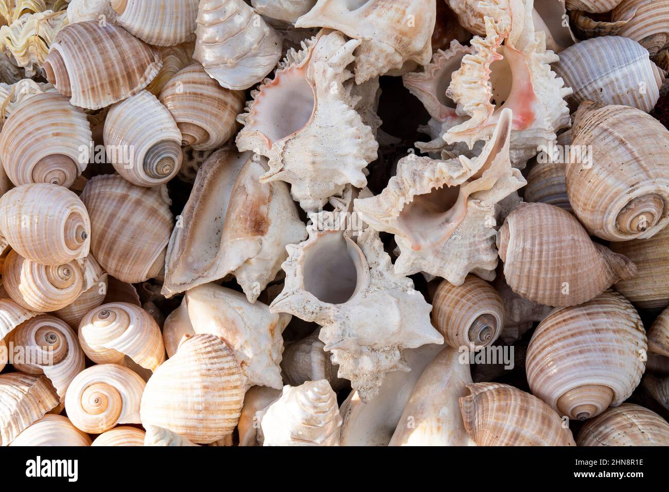 Summer background pattern from seashells. Shell close-up. Ocean coast ...