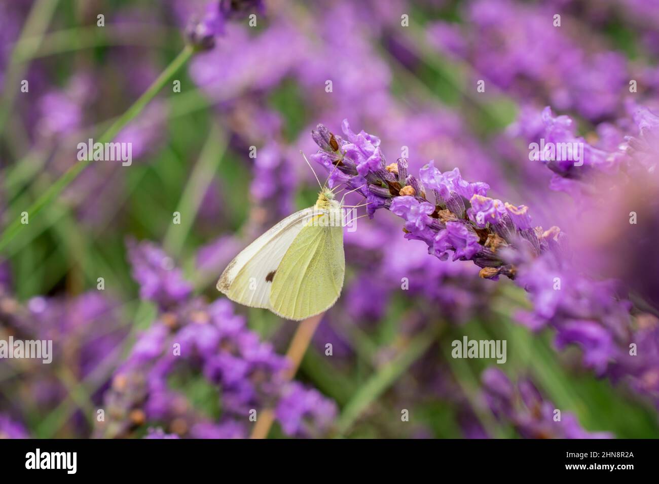 photo of beautiful lavender flowers Stock Photo - Alamy