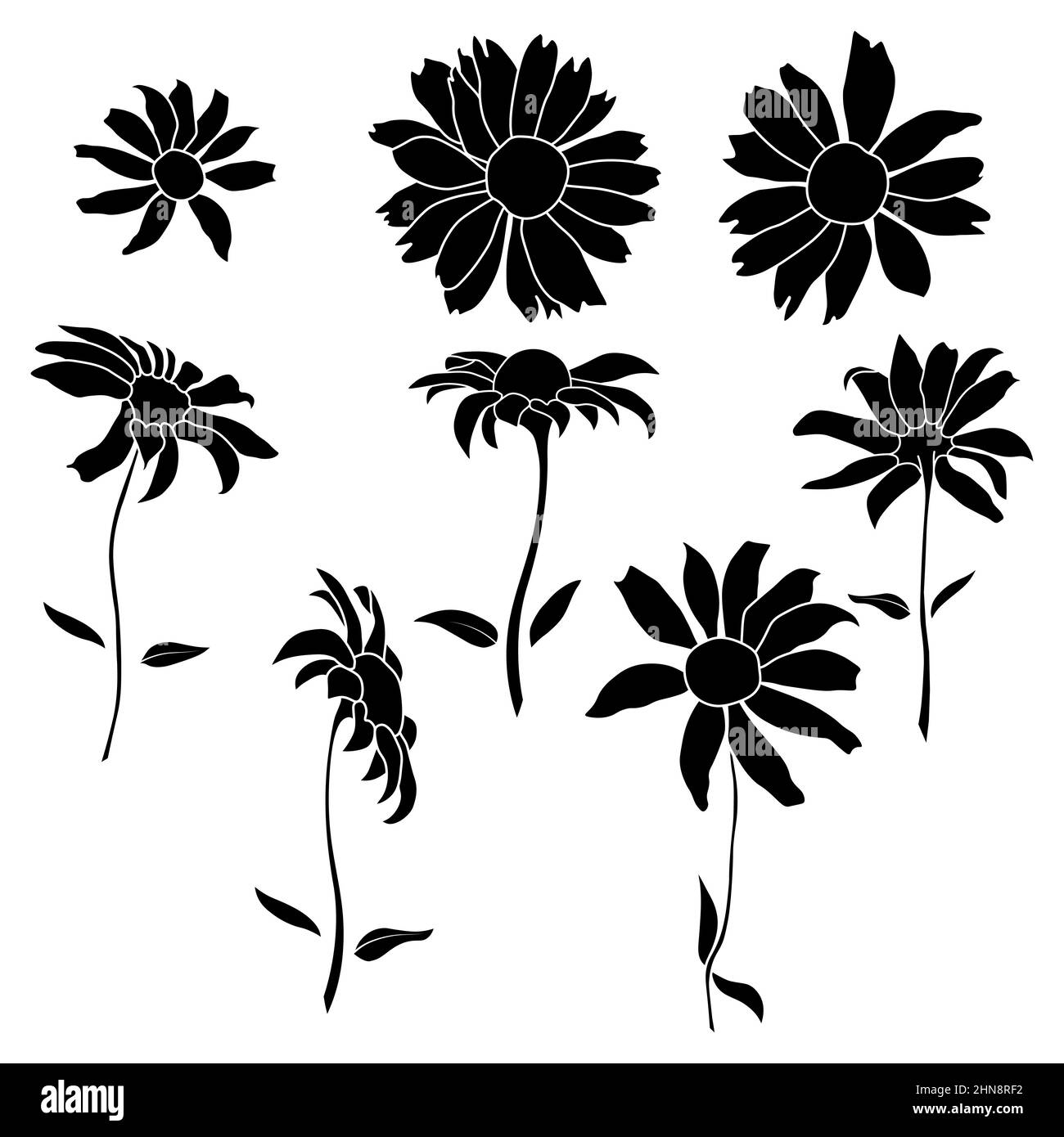 Set of open heliopsis blossom vector illustration isolated on white ...