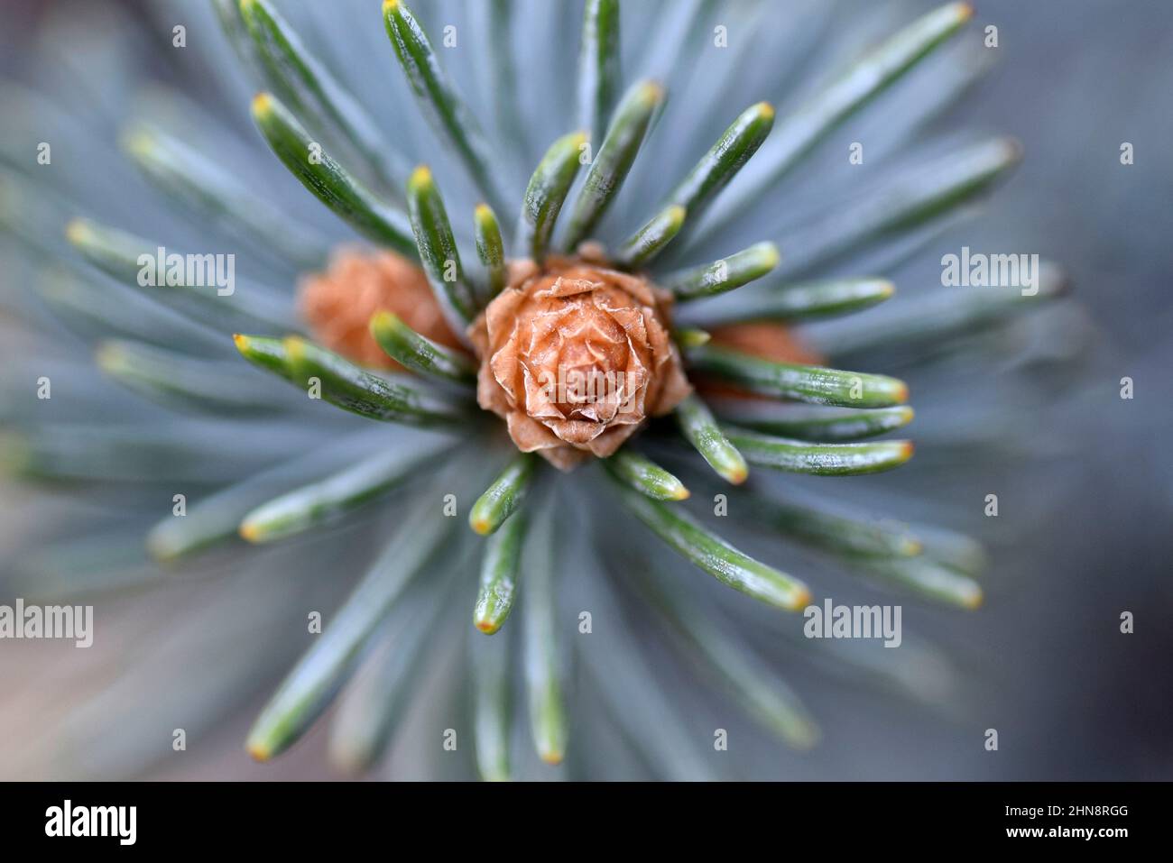 Colorado spruce coster hi-res stock photography and images - Alamy