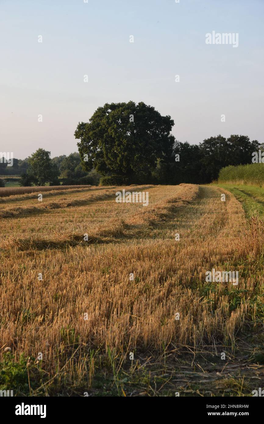 Suffolk farming landscape scenery hi-res stock photography and images ...