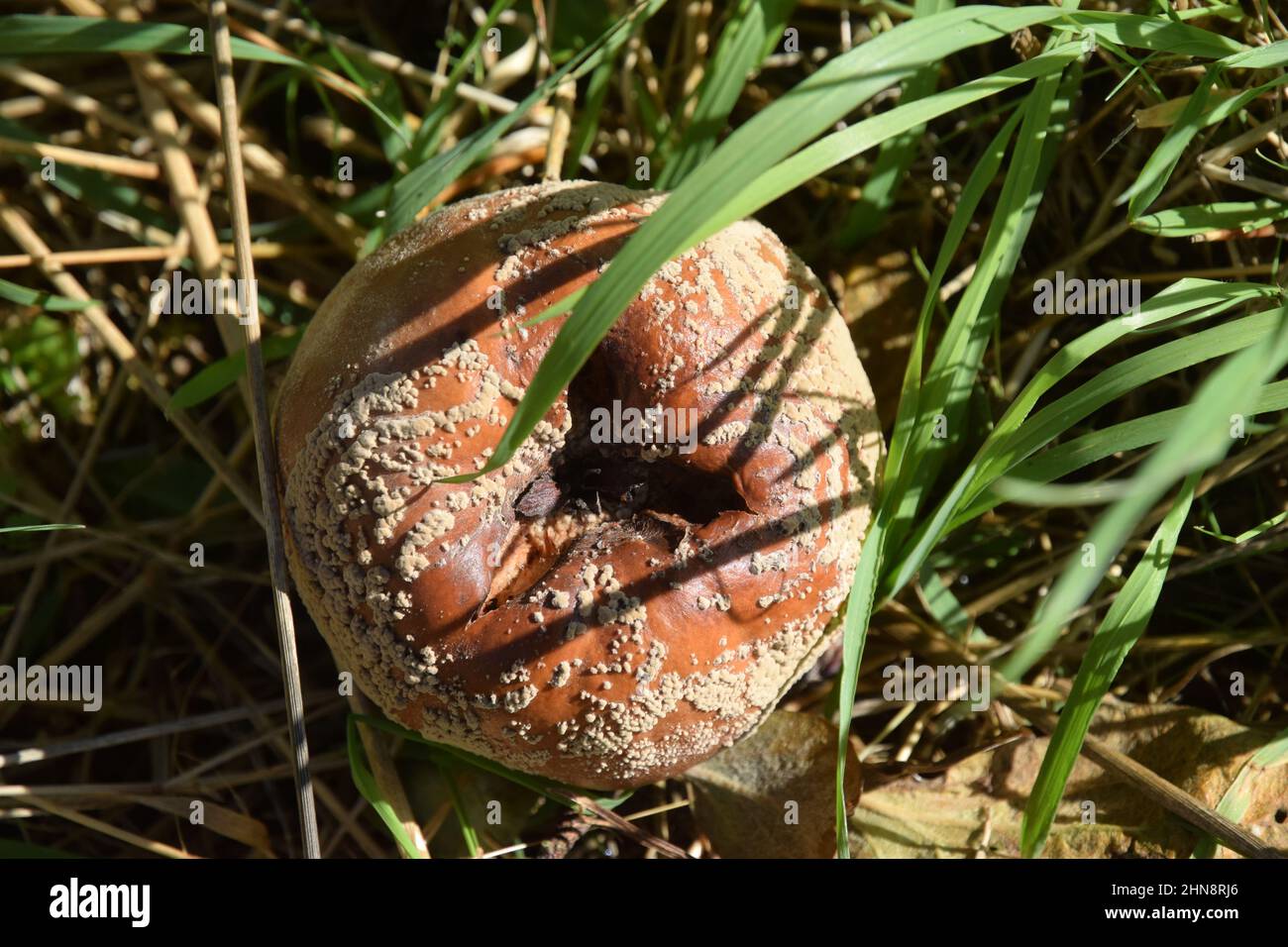 Edible mould hi-res stock photography and images - Alamy
