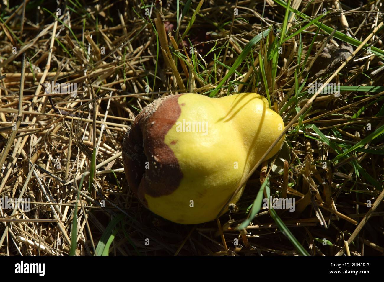 Bruised pear hi-res stock photography and images - Alamy