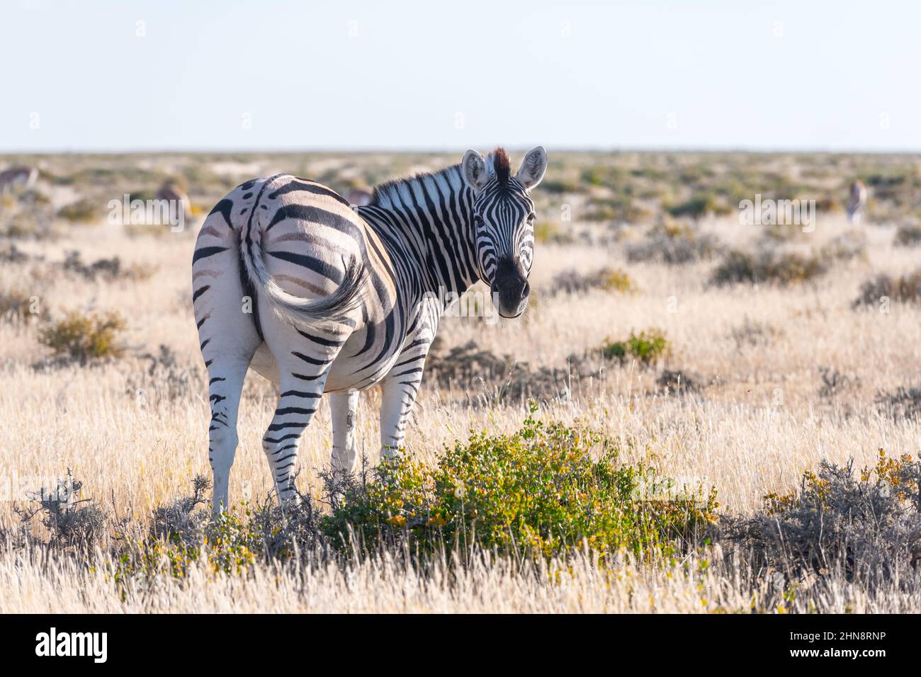 African plains zebra on the dry brown savannah grasslands browsing and ...