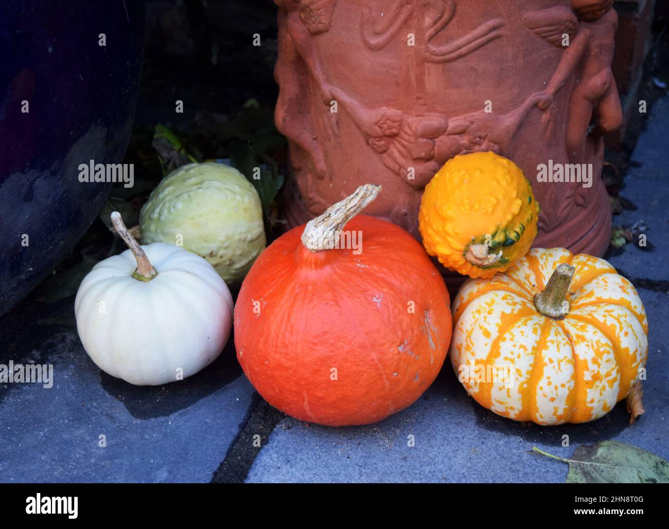 Group of squashes hi-res stock photography and images - Alamy