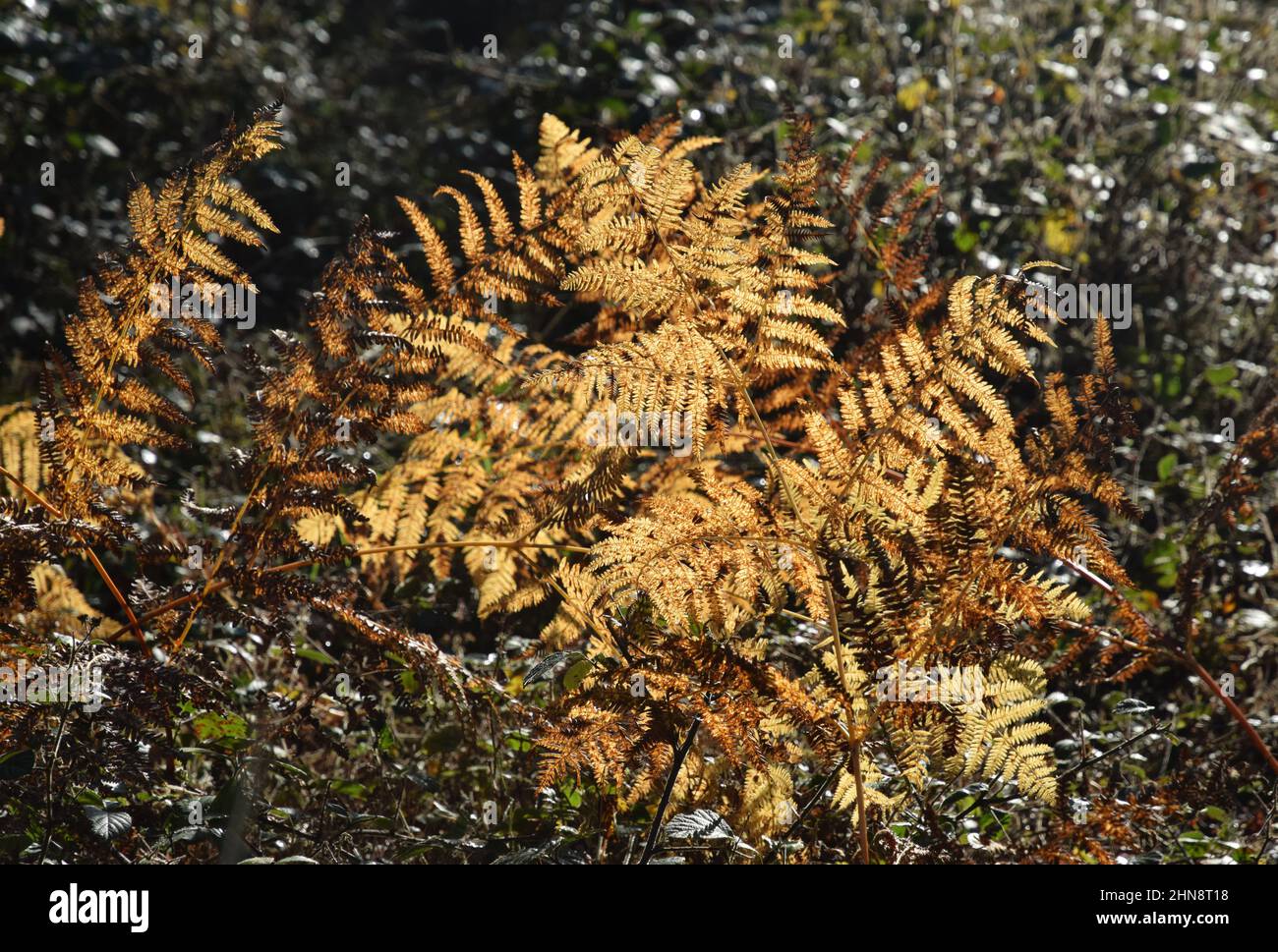 Golden ferns in hi-res stock photography and images - Alamy
