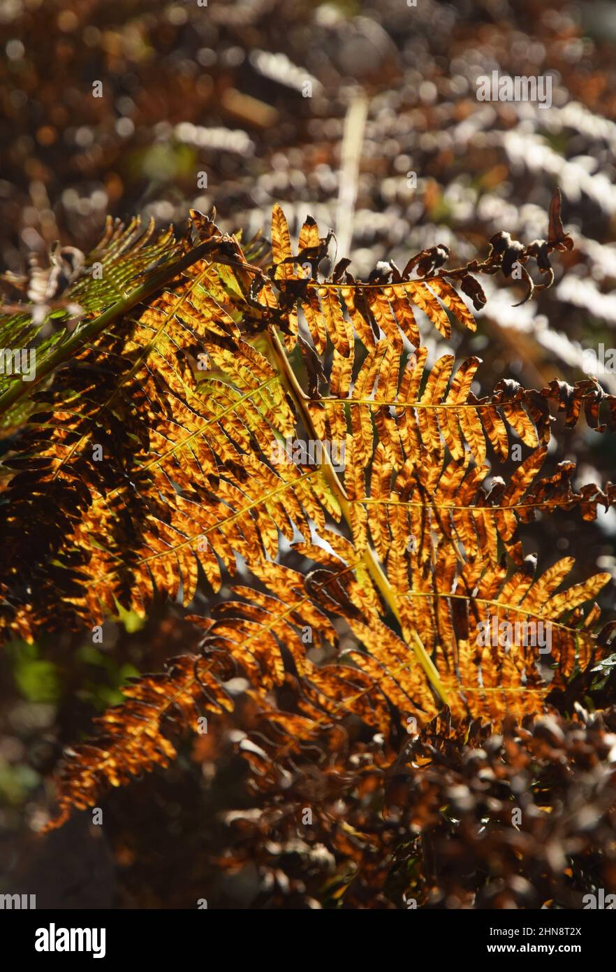 Golden brown colours hi-res stock photography and images - Alamy