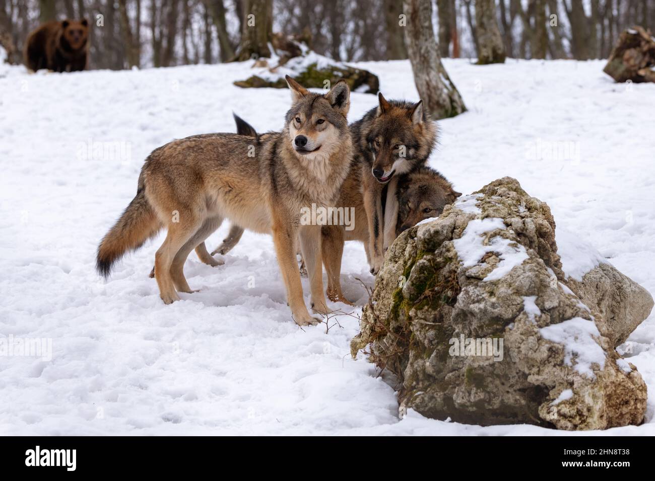 Gray wolf. (Canis lupus) Photo of a gray wolf in the wild nature Stock ...