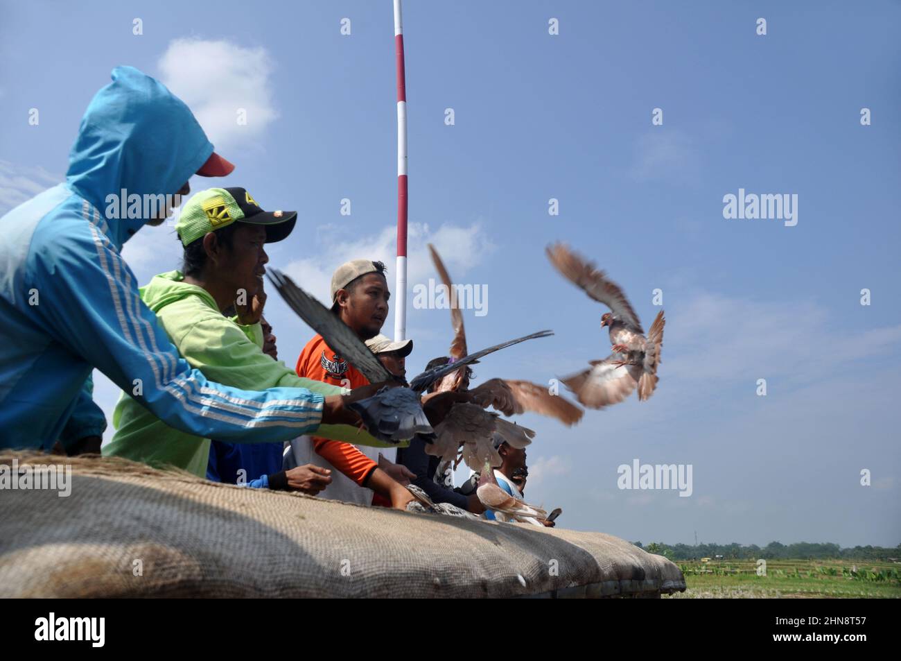 Group flying speed racing pigeon hi-res stock photography and images ...