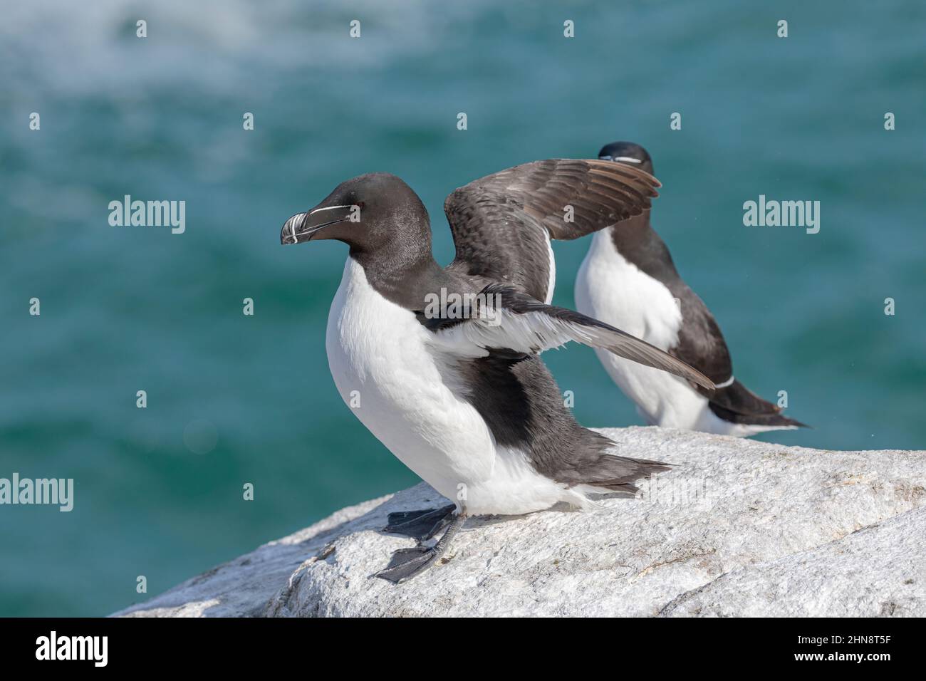 Razorbill couple hi-res stock photography and images - Alamy