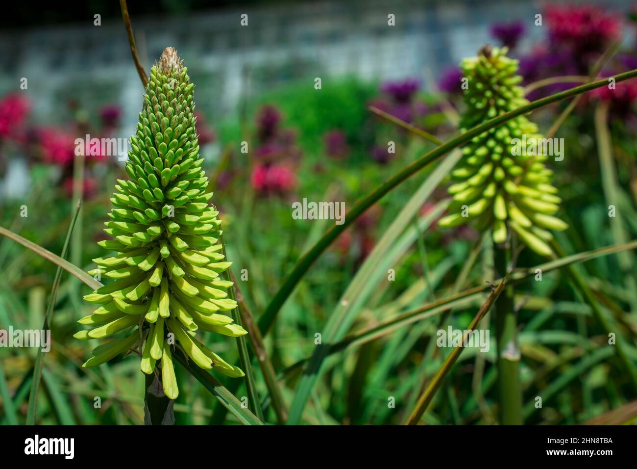 Indigenous Plants In Lesotho
