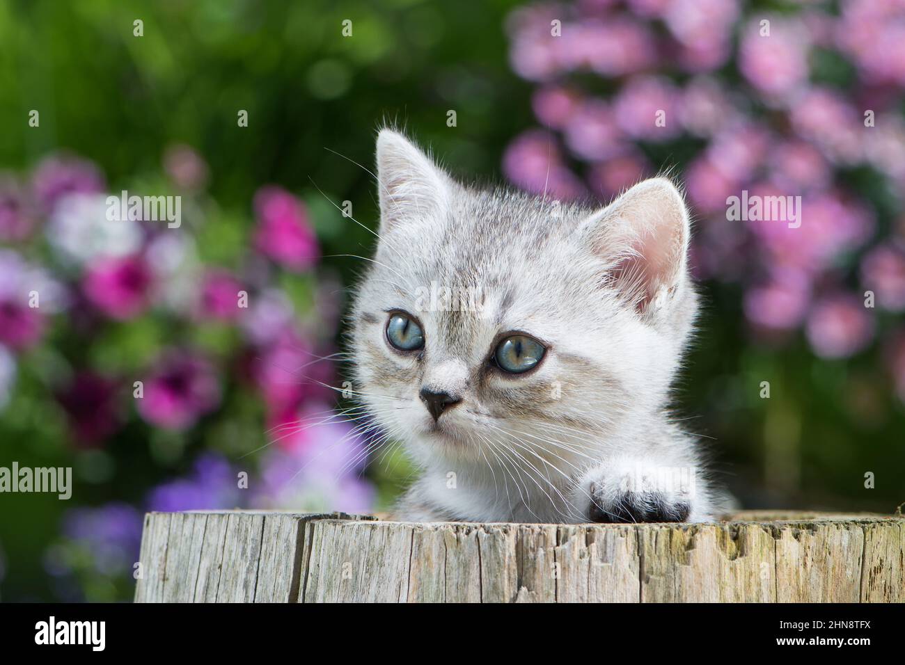 Silver tabby cat in a tree stump Stock Photo - Alamy