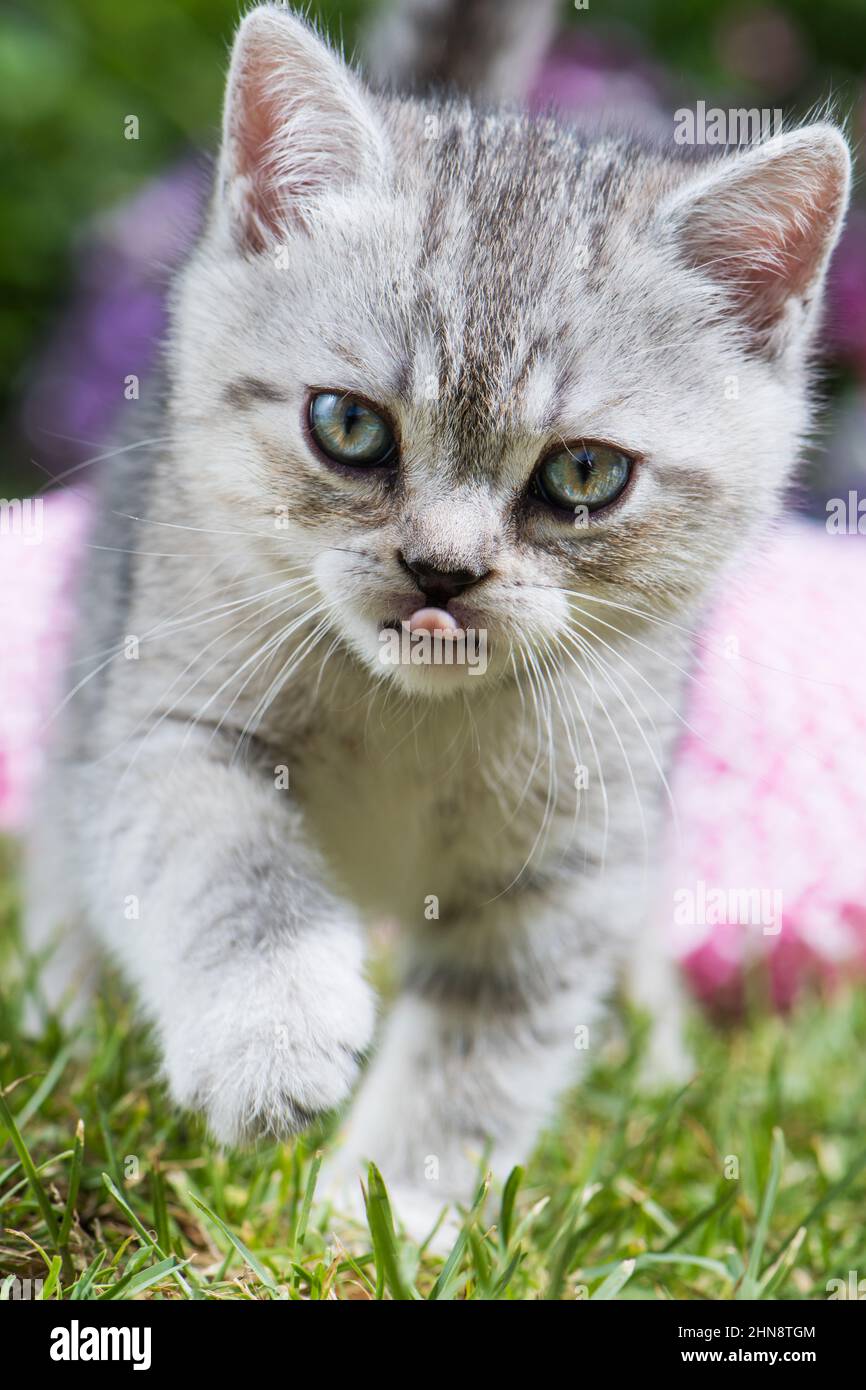 Silver tabby kitten in a meadow Stock Photo - Alamy
